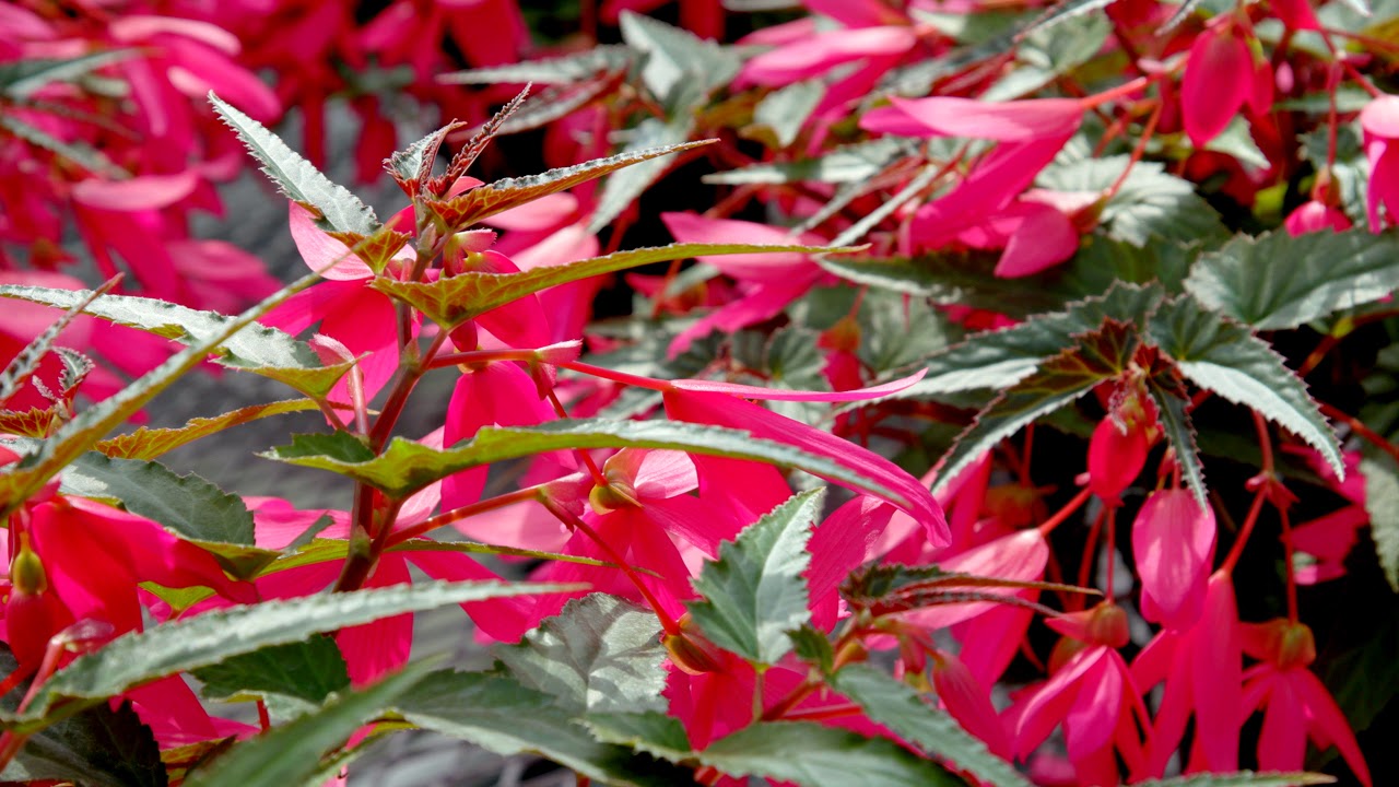 TeleCAST 2020 - Groovy Begonia - YouTube