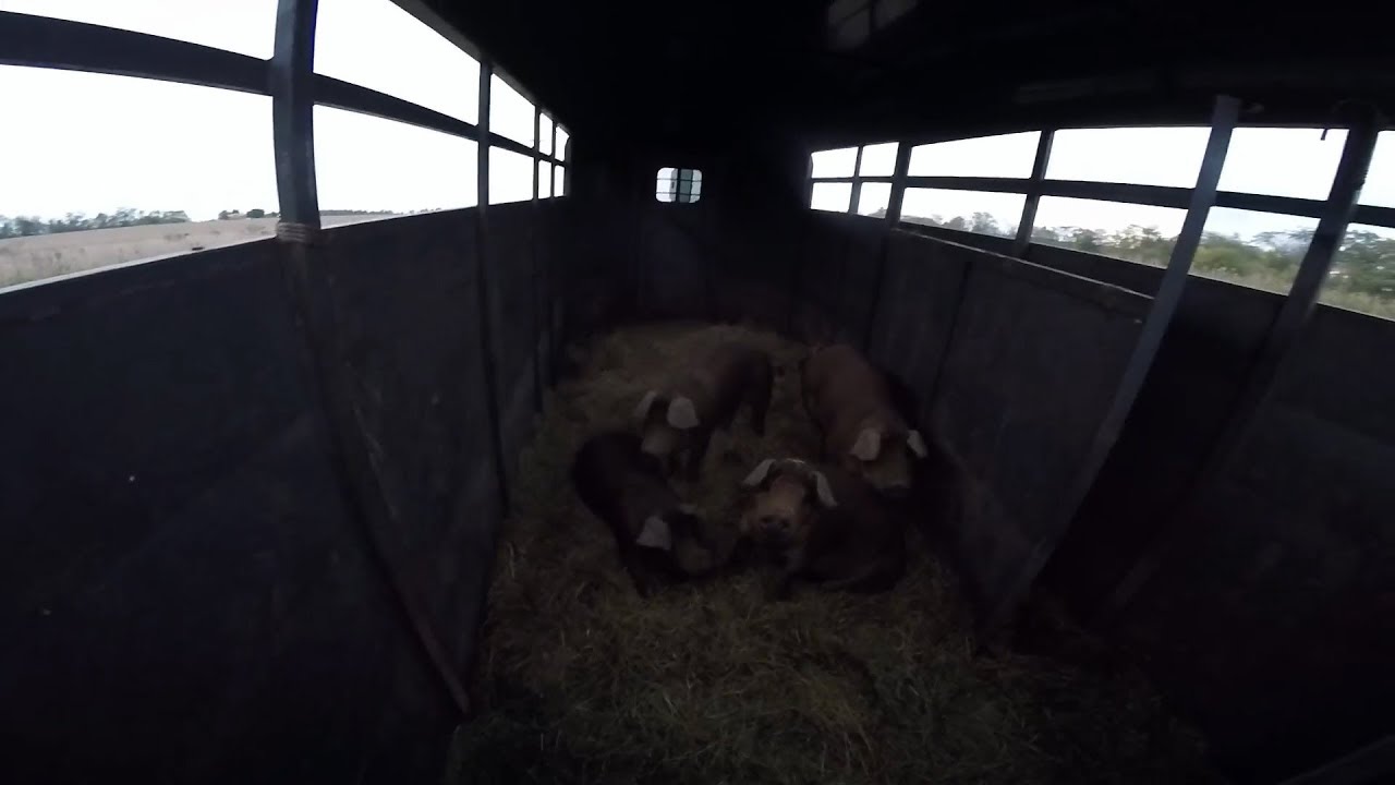 Pigs Unleashed from Trailer and Update - YouTube