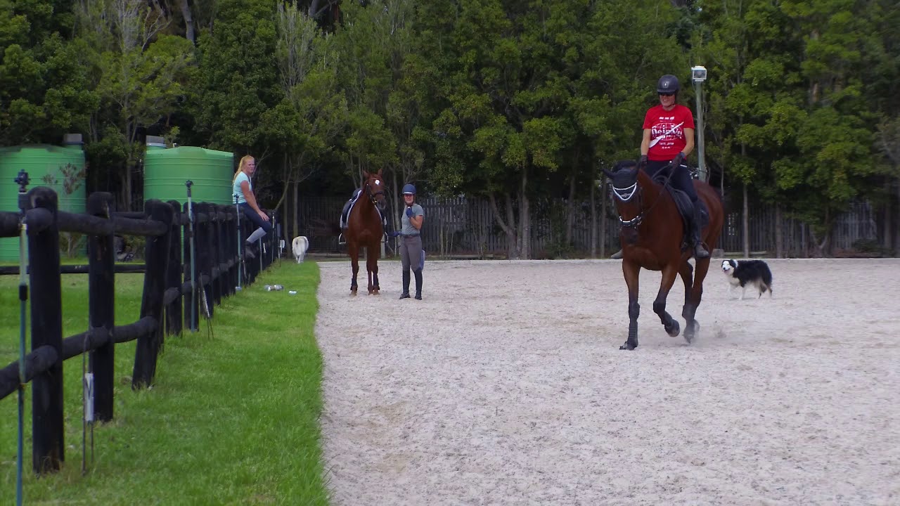 marco medium trot slow motion march 28 - YouTube