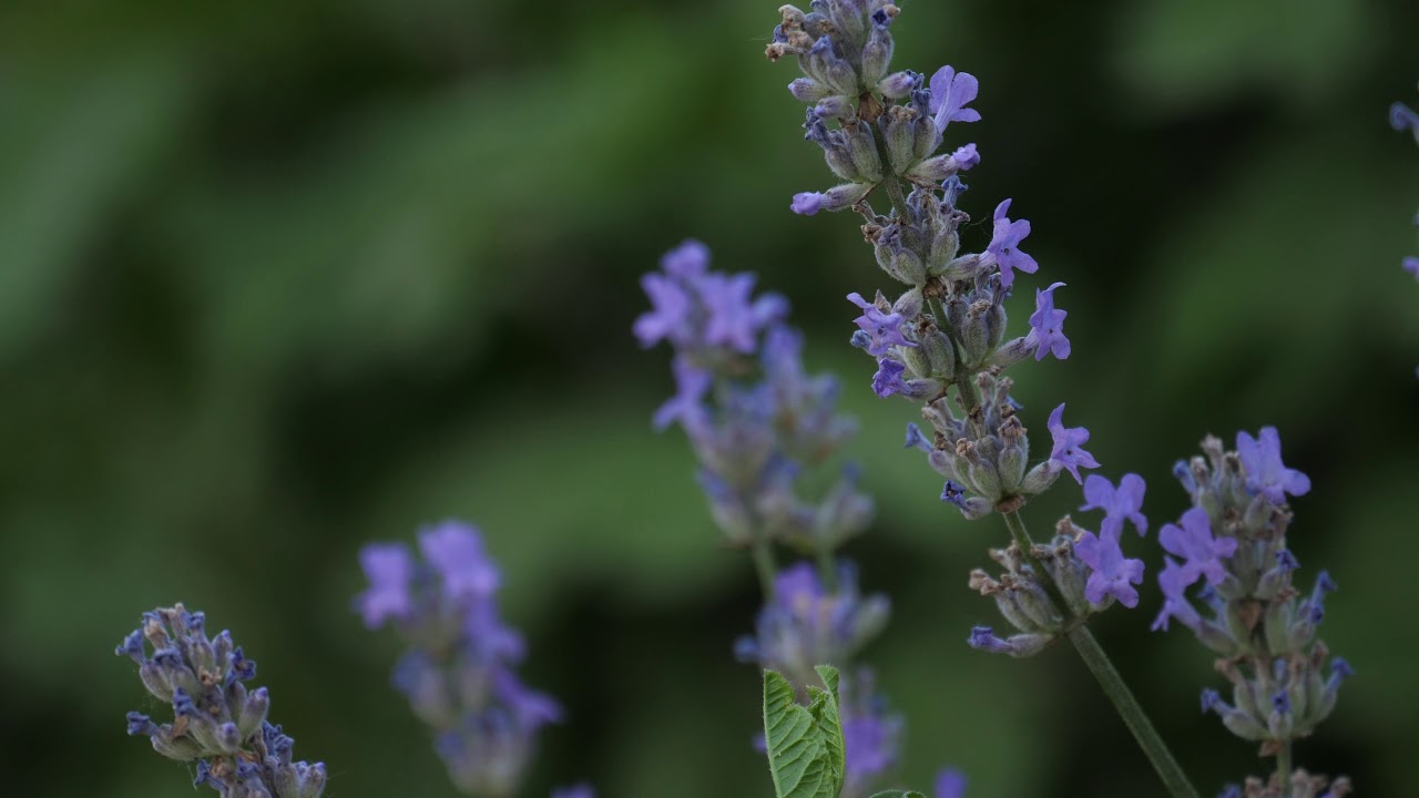 Lavender Plant in Garden - Close up - Stock Footage - YouTube