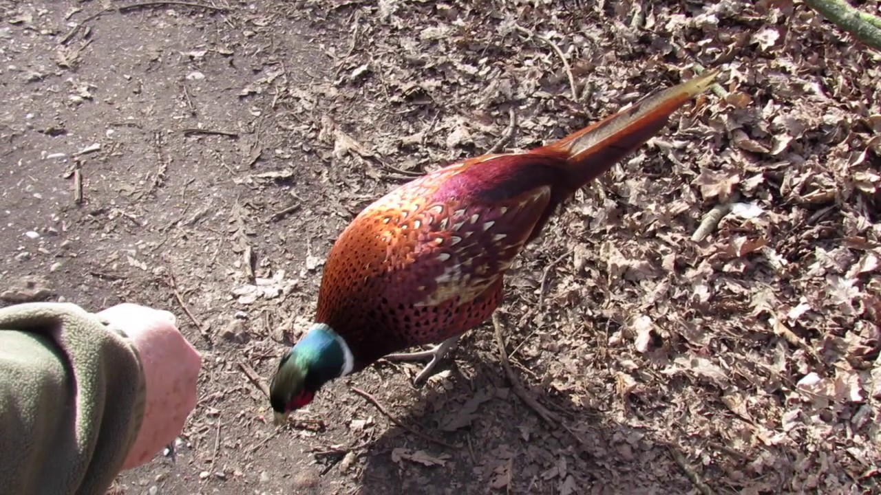 Friendly Pheasant - RSPB Minsmere - YouTube