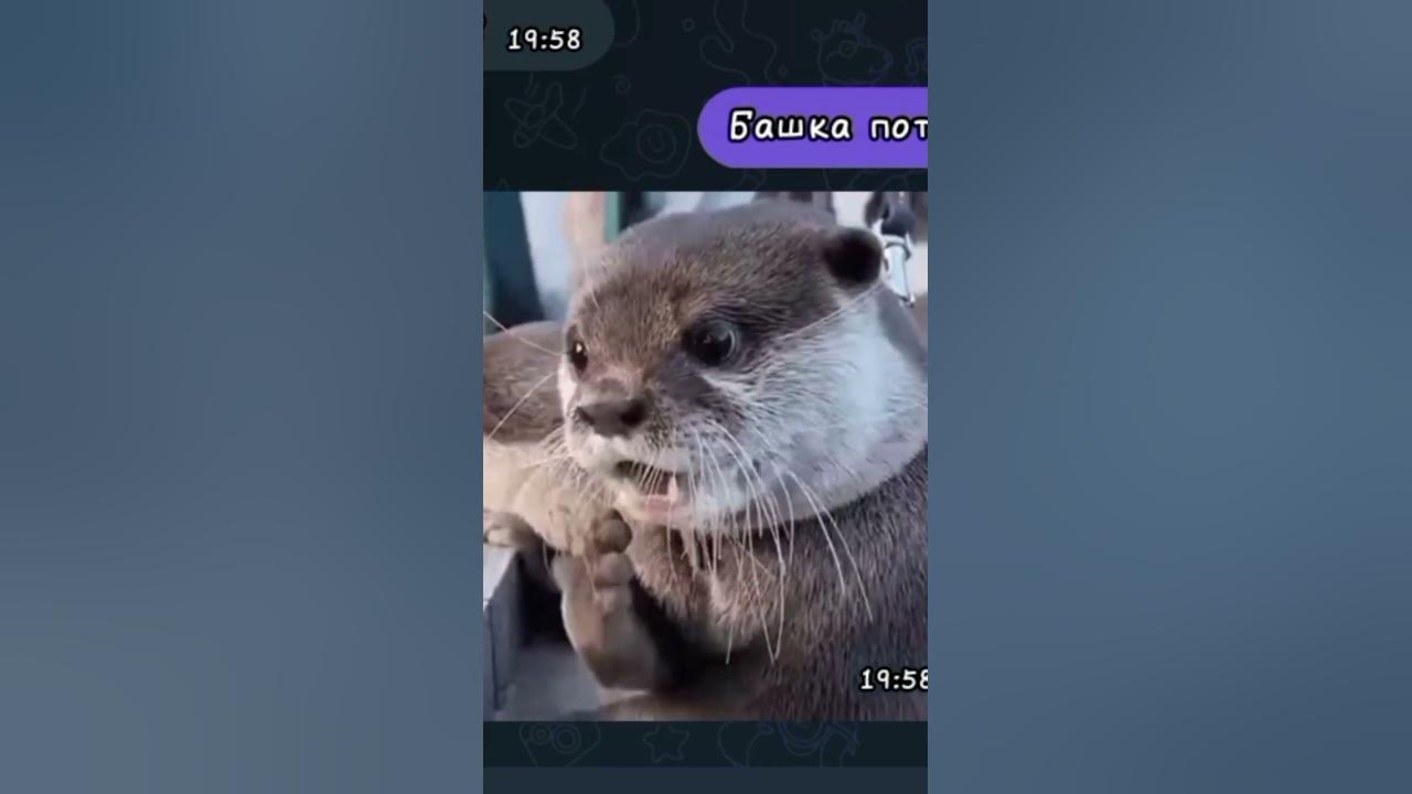 шипучий хаш? - YouTube