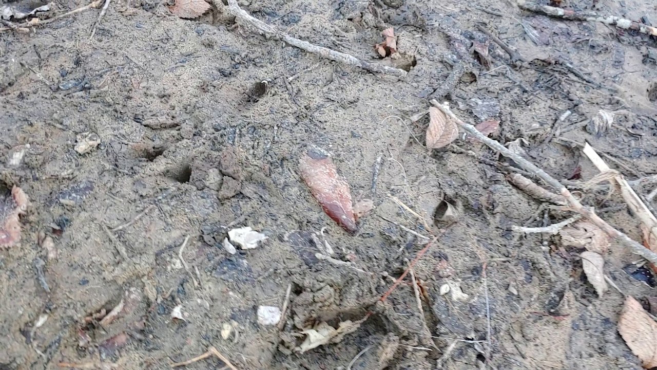 A Red Bigfoot??? - YouTube