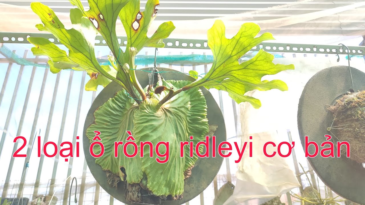 Ổ rồng ridley - 2 loại thường gặp ( wide form và thin form ) - YouTube