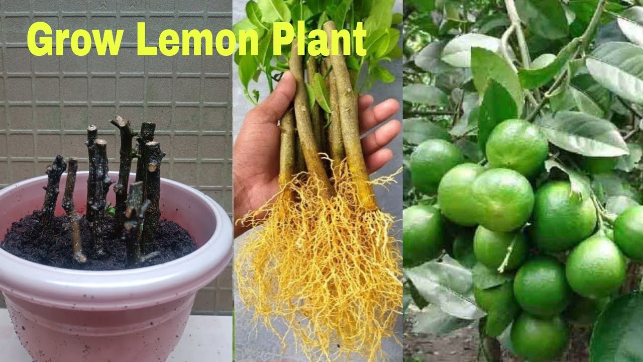 Try to Growing Lemon Plant From Cuttings | Grow lemon plant at home ...