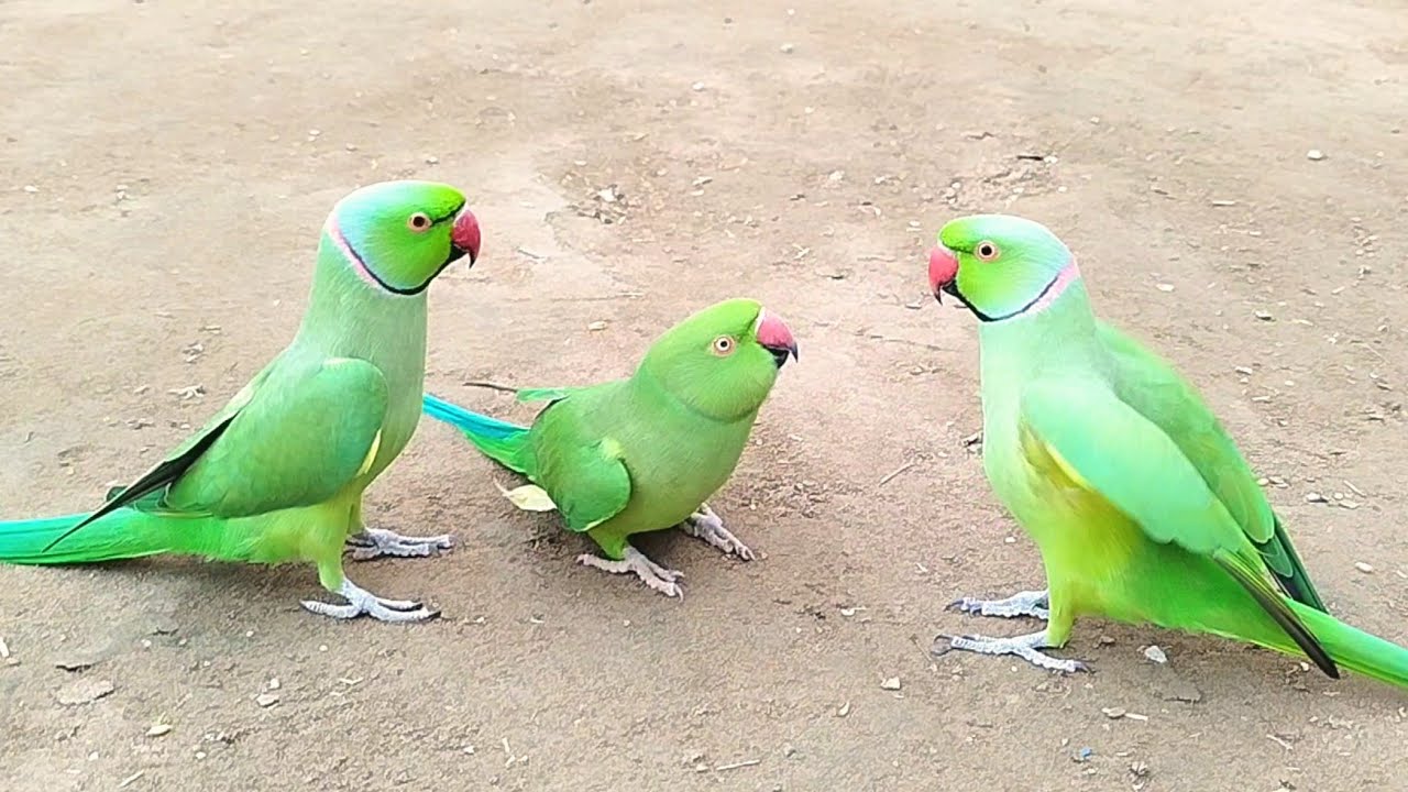 Parrots Video Green Talking Sounds Ringneck Parrot - YouTube