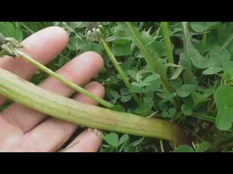 Parthenogenesis and the Dandelion, Genetic mutation in Taraxacum ...