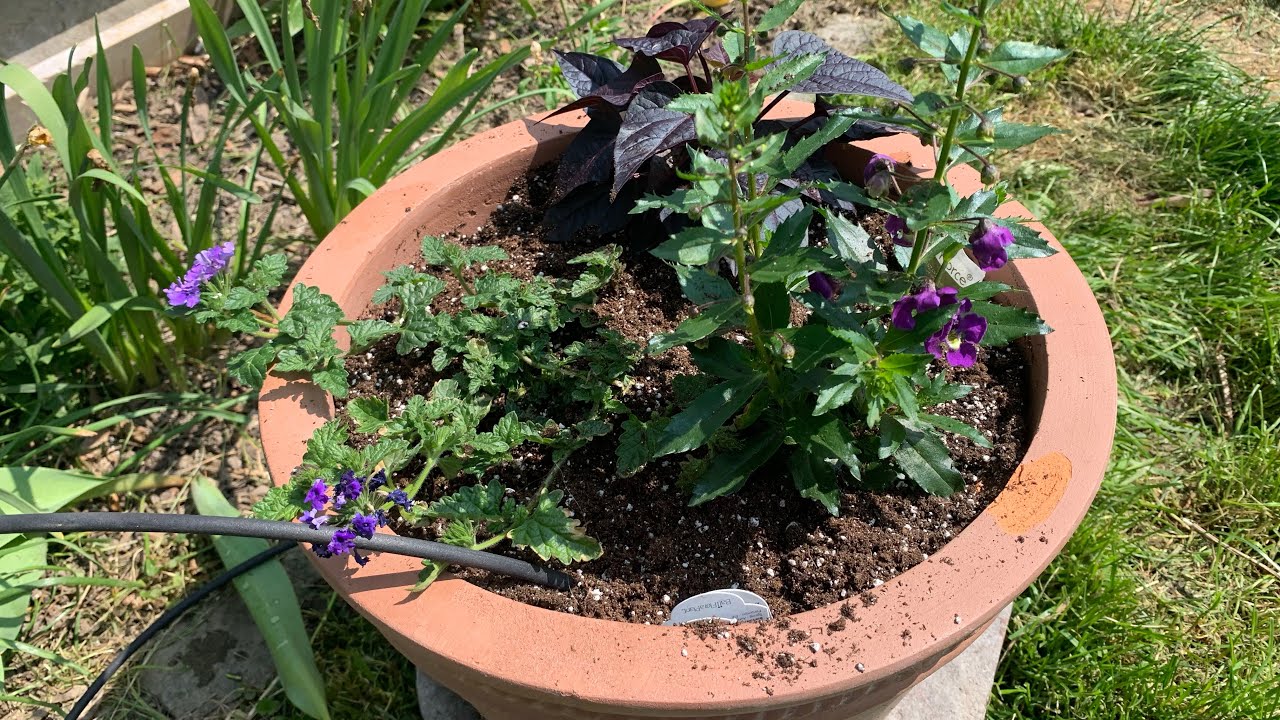 A Beginners Guide to Container Planting: Summer Annuals - YouTube