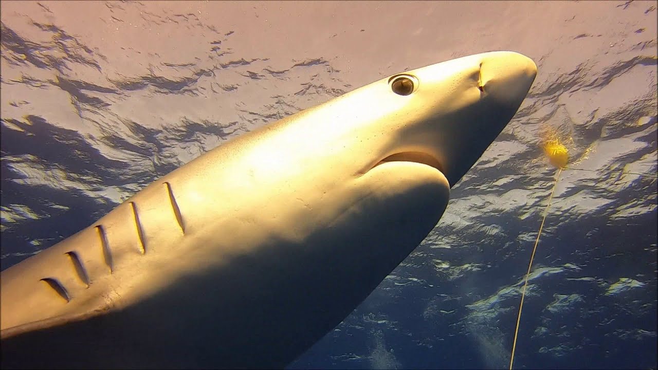 Blue Sharks - Açores, Portugal - YouTube