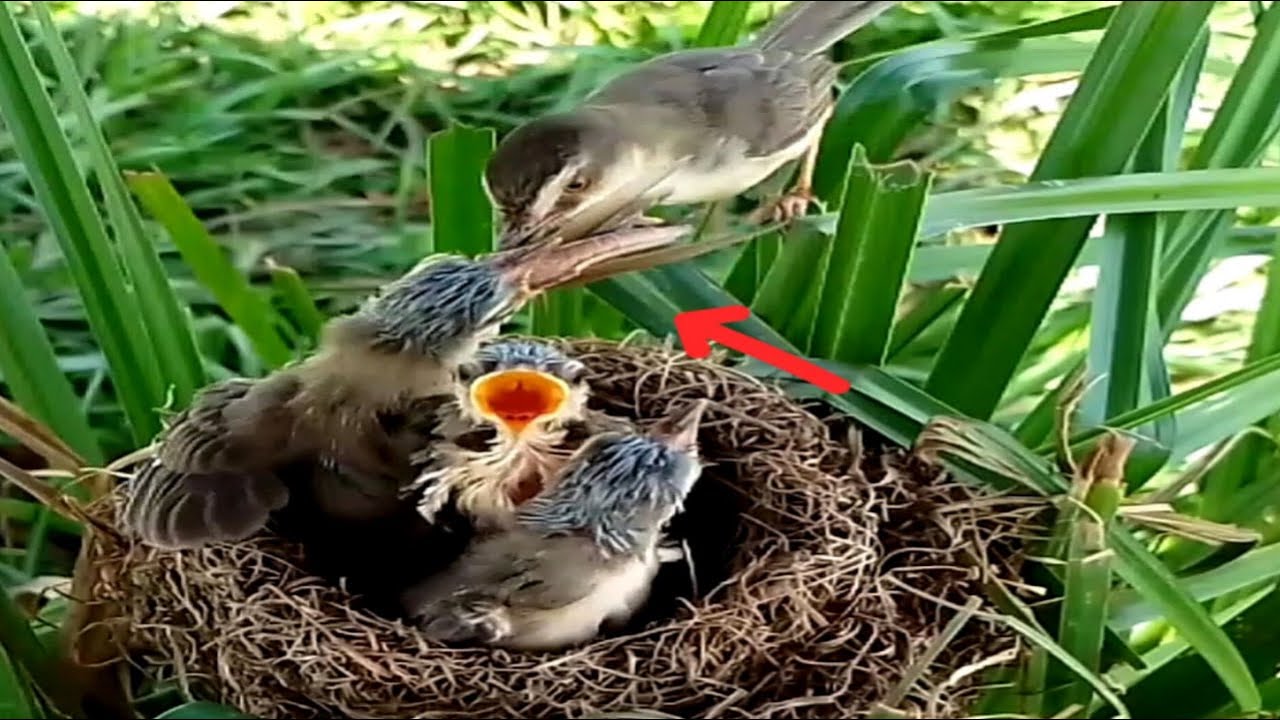 Bar-winged prinia Birds force babies to eat locusts - YouTube