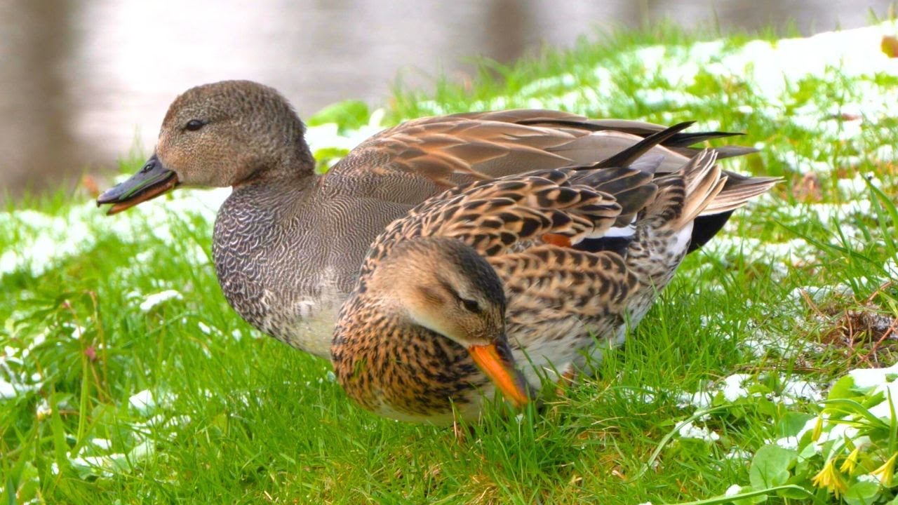 New Gadwall Duck Couple Foraging in Japanese Garden [4K] - YouTube