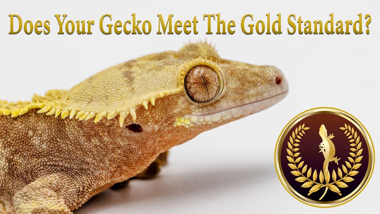 First Ever Crested Gecko Championship Competition? - YouTube