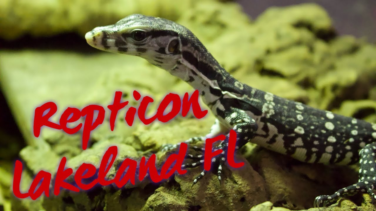 Repticon Lakeland Fl May 12, 2024 - YouTube