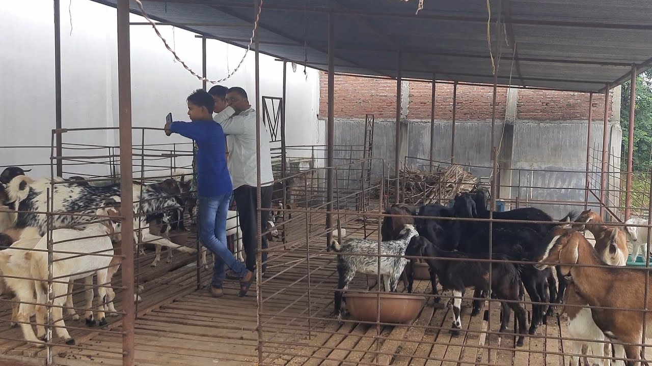 Magsasakang gipit sa kambing kumakapit😆 #countrysidedailylife - YouTube
