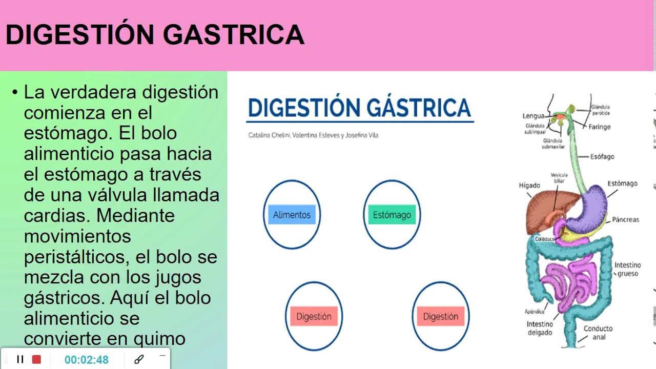 DIGESTIÓN ABSORCIÓN - YouTube
