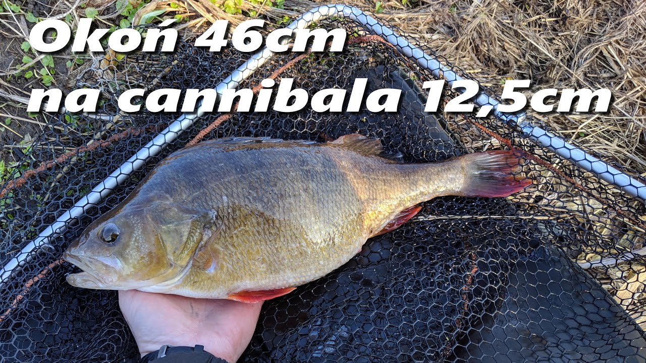 okoń 46cm na savage gear cannibal, 46cm perch - YouTube