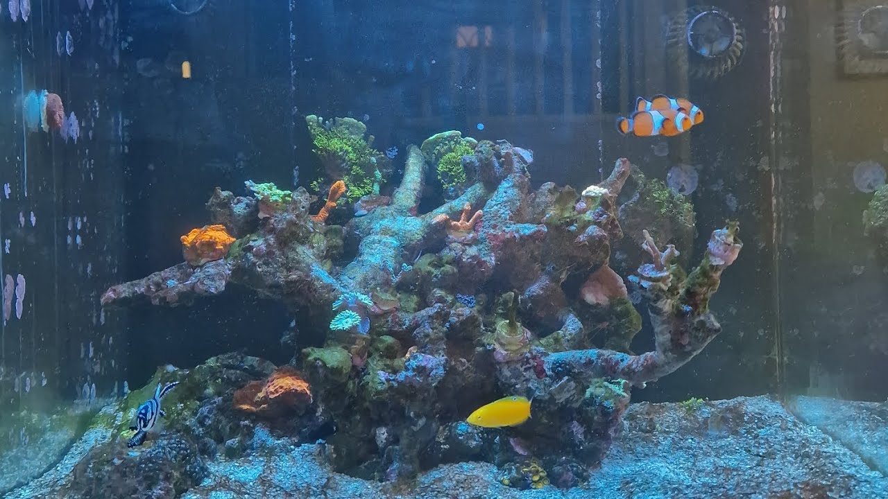 beginners Red sea reefer 170. - YouTube