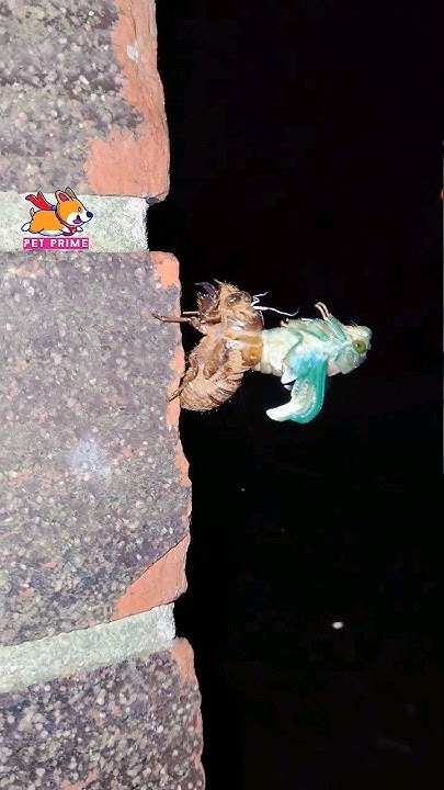 What The Heck Is Happening Here 😳 Animal Videos #shorts #ytshorts # ...