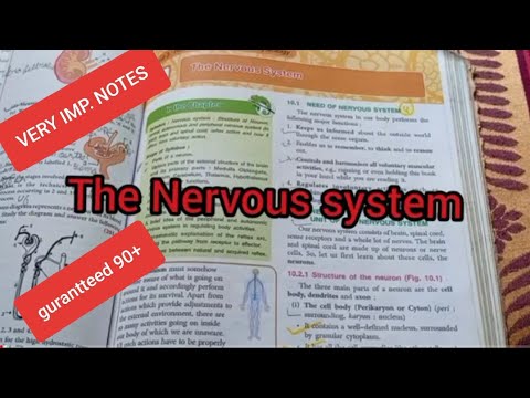 Icse class 10 The Nervous System explained | important notes of biology ...