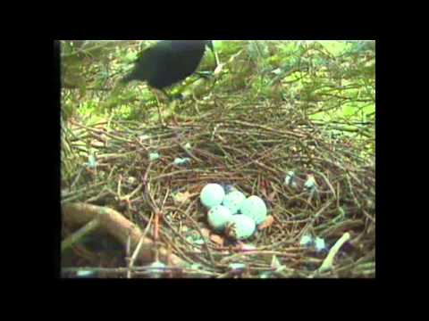 Crow attacks Sparrowhawk nest at Royal Botanic Garden Edinburgh - YouTube