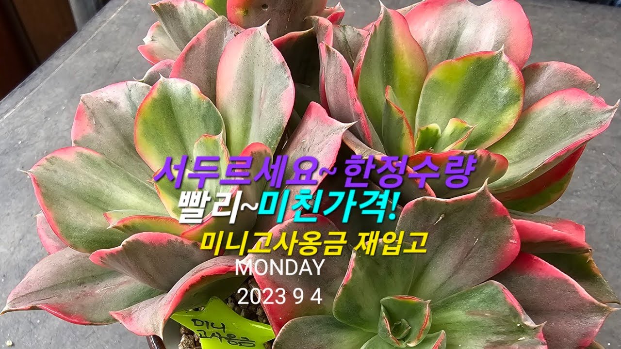 2023년 9월4일多肉植物국민다육 방문구매3개5000원선녀와나무꽃화분다육신상안내다육금화분택배다육택배다육이