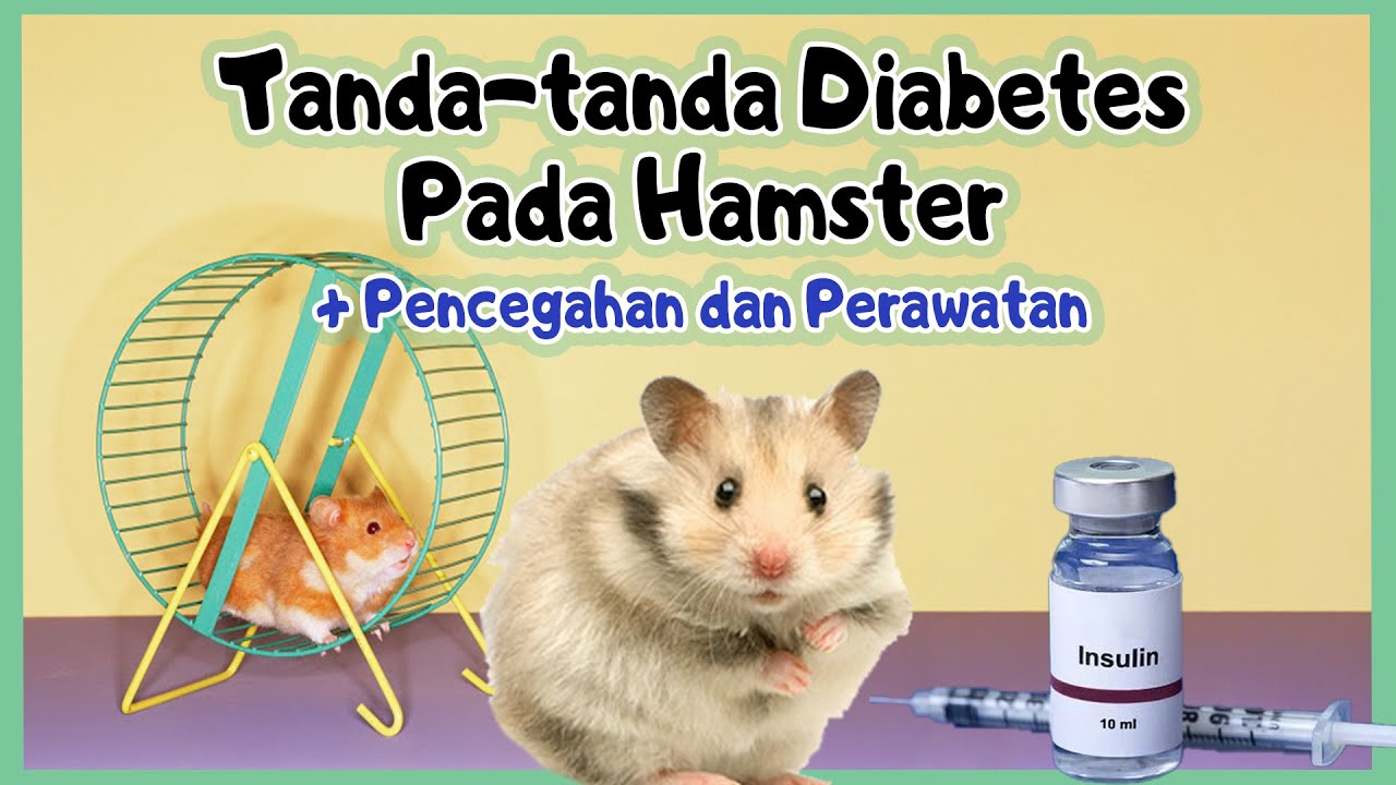 Penjelasan Mengenai Diabetes Pada Hamster - YouTube