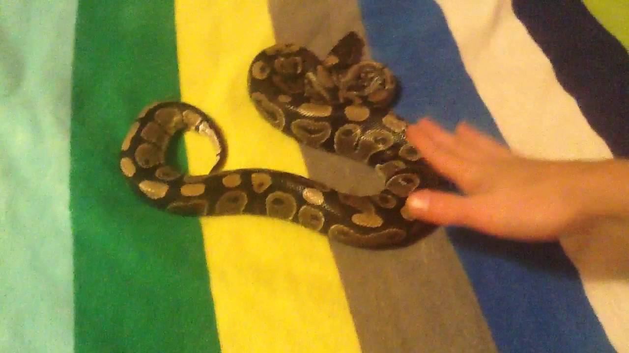 Snake rub - YouTube