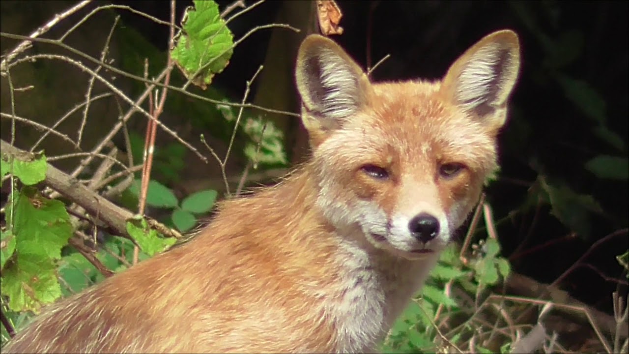 A tired male fox with fleas - Ein müder Fuchsrüde mit Flöhen - YouTube