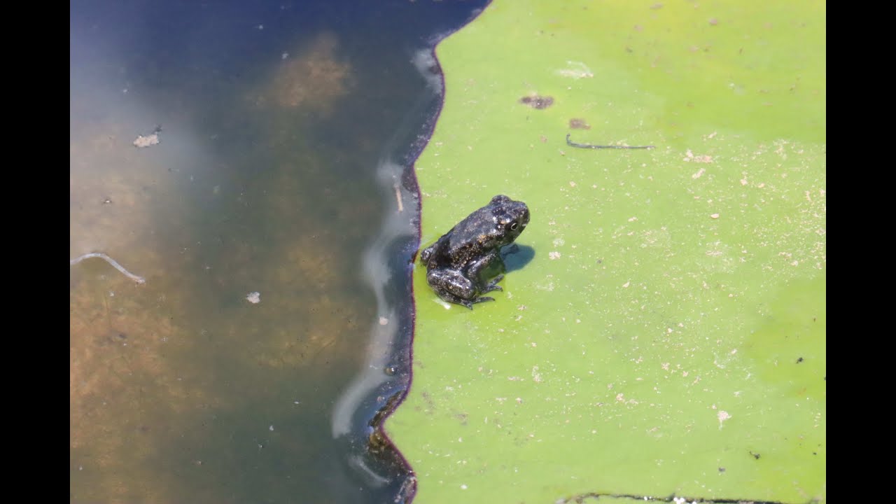 Cane toad metamorph swarm northern NSW - YouTube