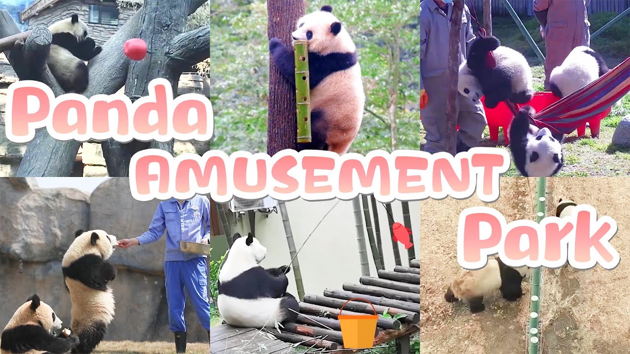 Exciting Carnival All In Panda Amusement Park | iPanda - YouTube