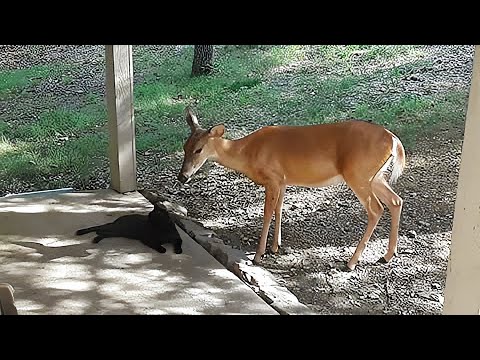 Deer and cat have incredibly become best buddies - YouTube