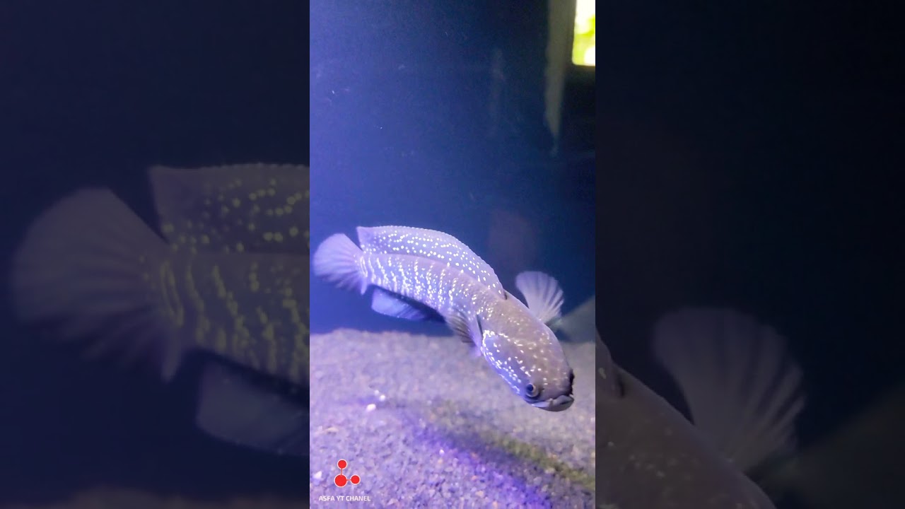 Channa Asiatica Snakehead Fish From China - YouTube