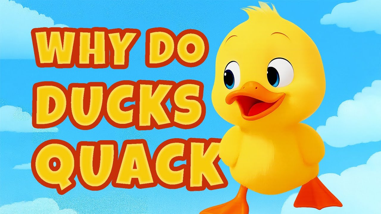 Why do ducks quack? | Nursery Rhymes & Kids Songs - YouTube