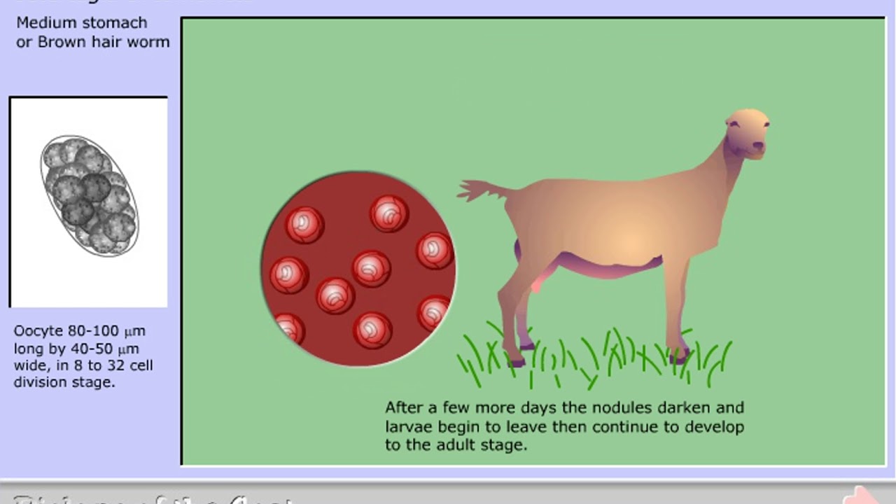 Life cycle of Ostertagia circumcincta - the brown stomach worm - YouTube