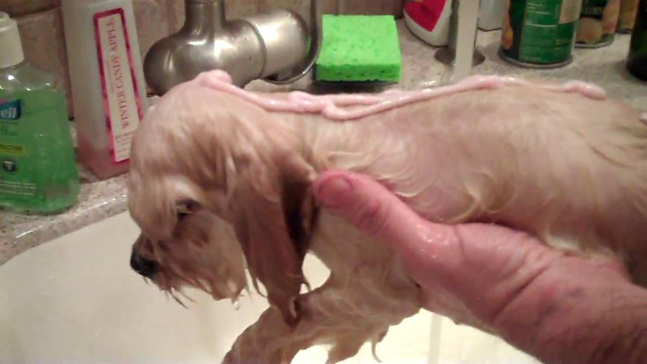 Lily The Cavapoo Takes A Bath - YouTube