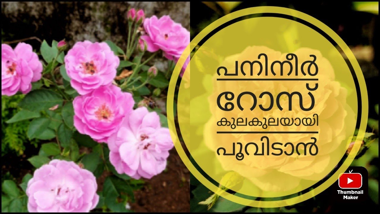 പനിനീർ റോസ് പൂക്കുന്നില്ലേ,ഇതൊന്നു കണ്ടുനോക്കു || Edward Rose ...
