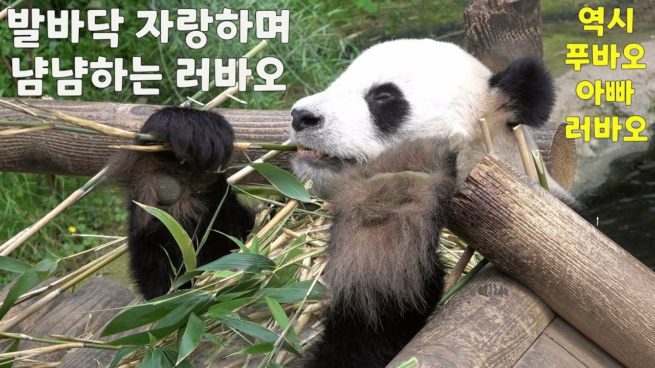 에버랜드 판다 발바닥 자랑하며 대나무 맛있게 냠냠하는 러바오 역시 푸바오 아빠 러바오 진정한 장꾸 판다 씬스틸러 푸바오는 낮잠 쿨쿨 Youtube