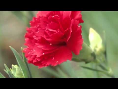 O garoafa rosie - YouTube