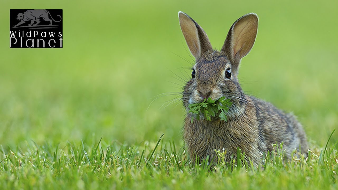 The Eastern Cottontail Rabbit: Nature's Little Hopper - YouTube