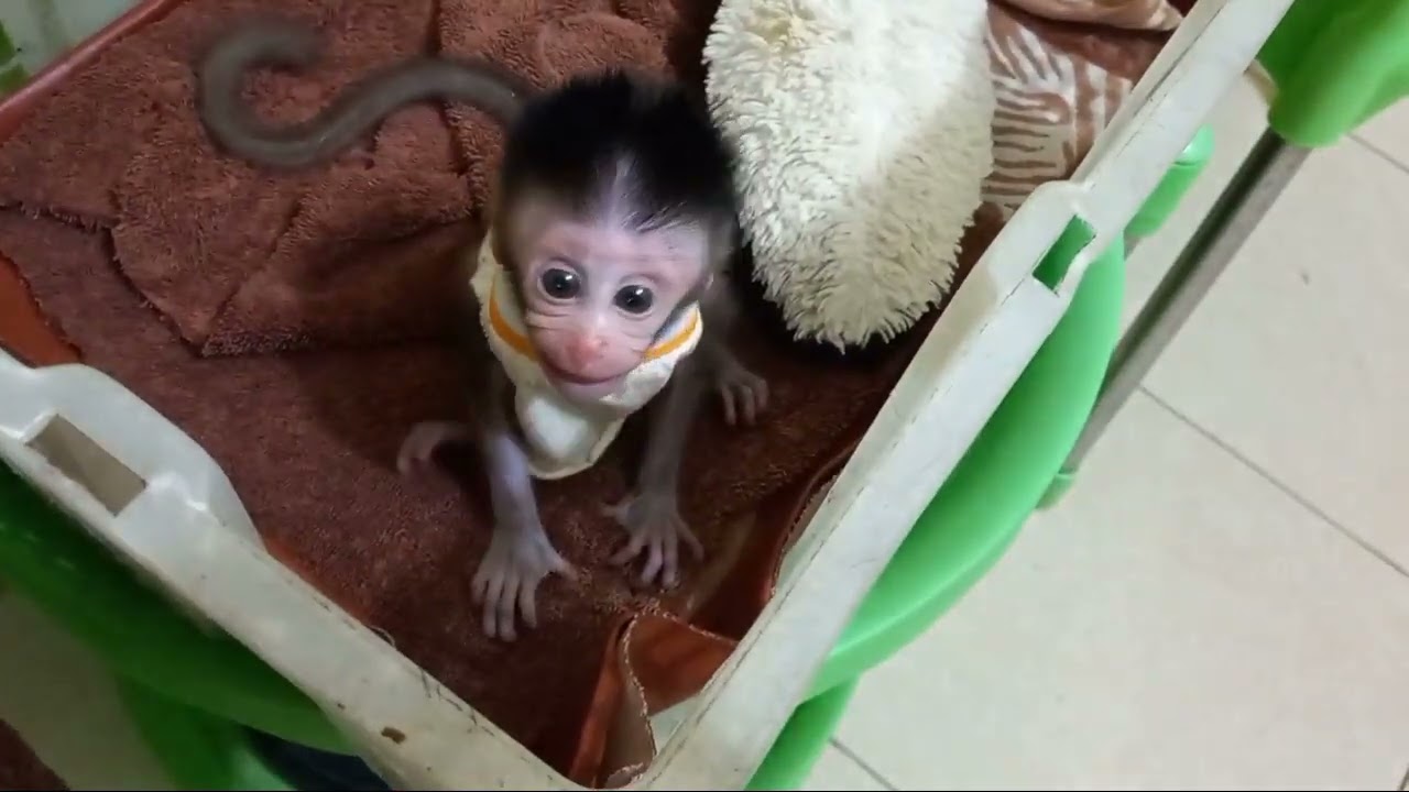 baby monpai nangis ditinggal bobok#babymonkey#monpai#babymonpai# - YouTube