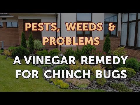 A Vinegar Remedy for Chinch Bugs - YouTube
