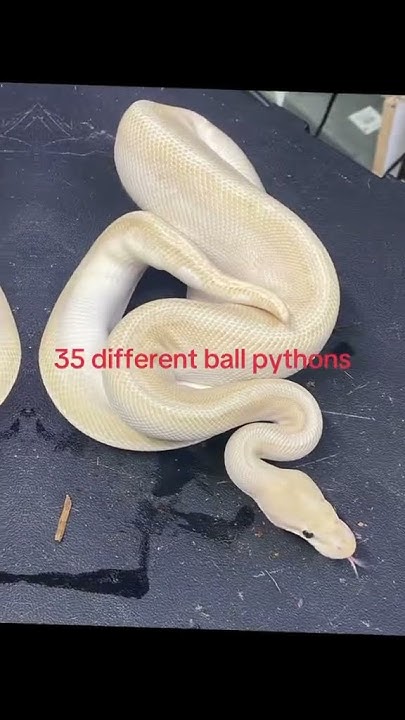 35 different ball pythons - YouTube