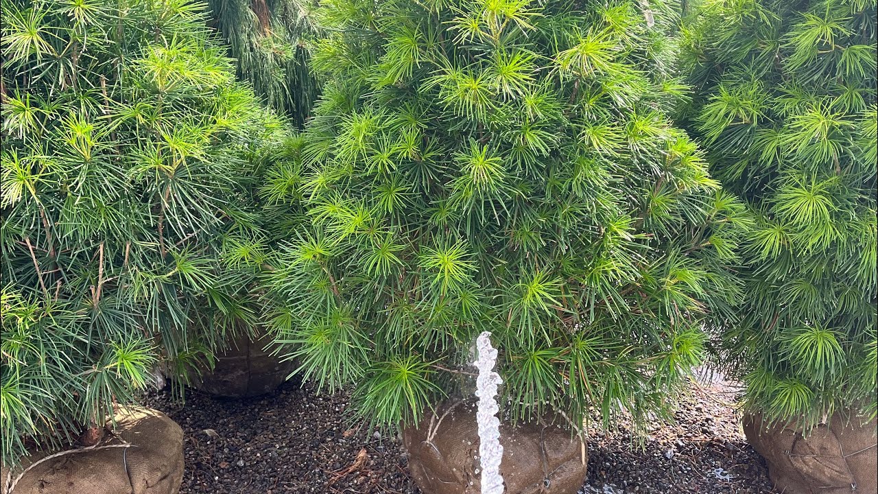 The Secret to Planting FIELD GROWN Trees & Shrubs | The Barefooted ...