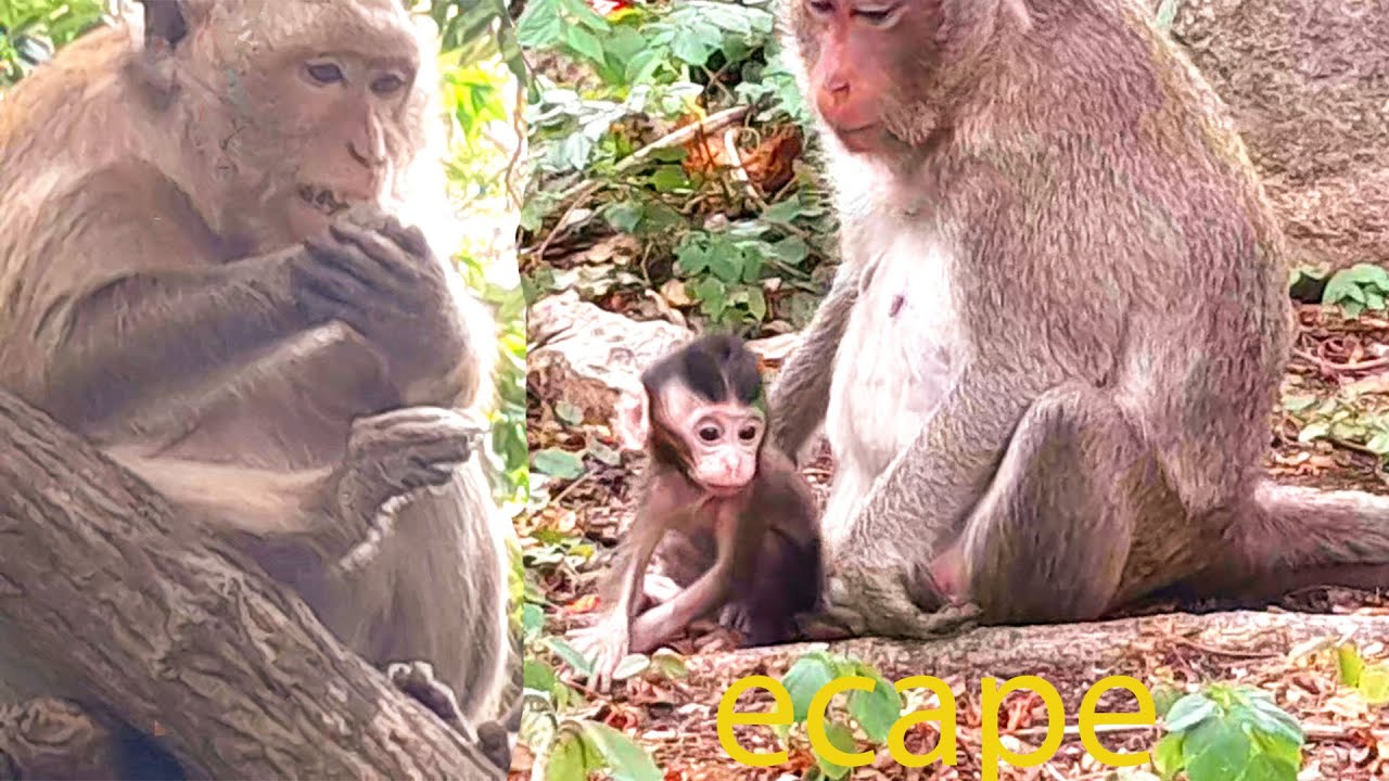 THE small monkeys escape from another, monkeys member of monkey they so afraid too, - YouTube