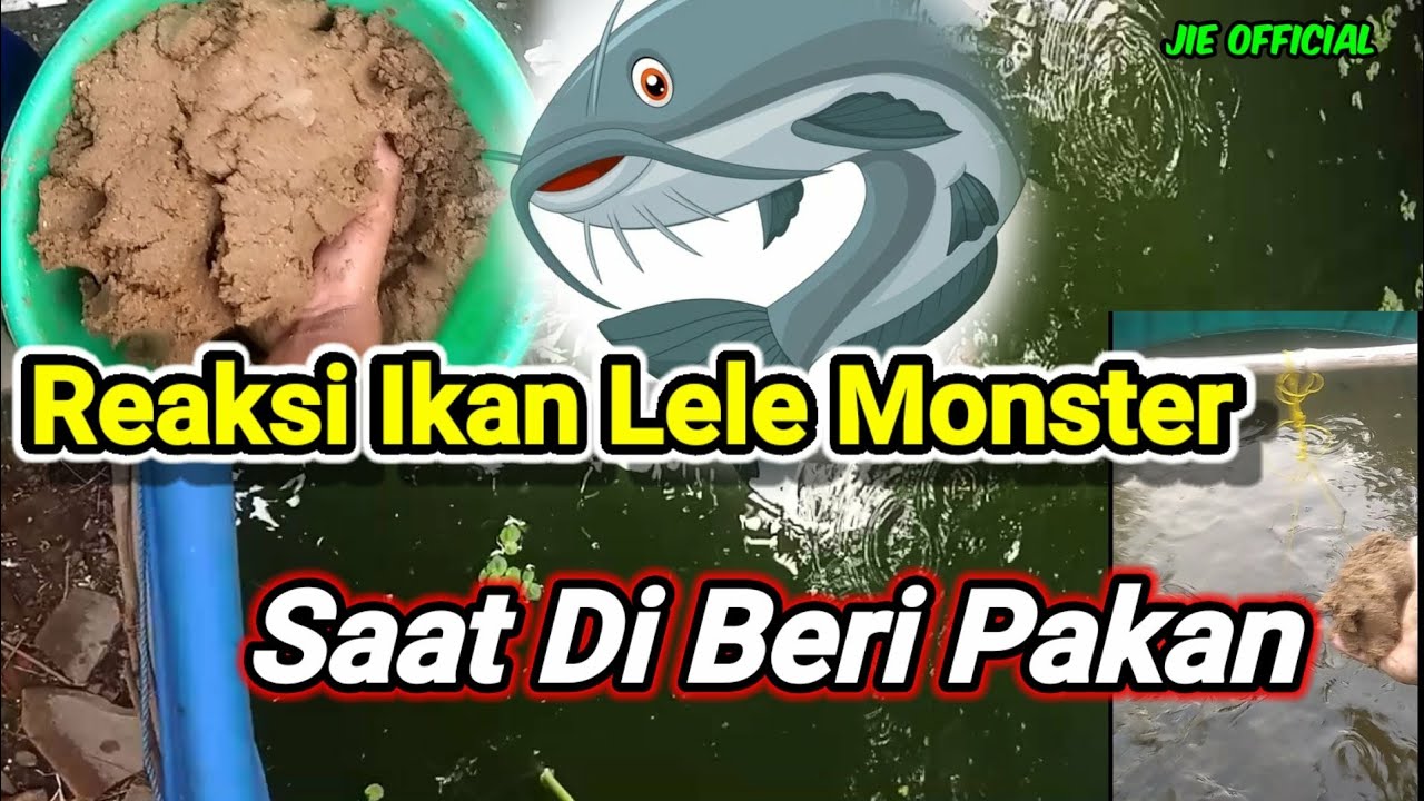 Reaksi Ikan Lele Monster Saat Di Beri Pakan #animalsreact #unik ...
