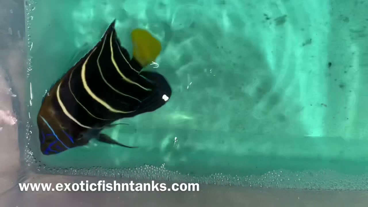 “RARE” Chrysurus Angelfish - YouTube