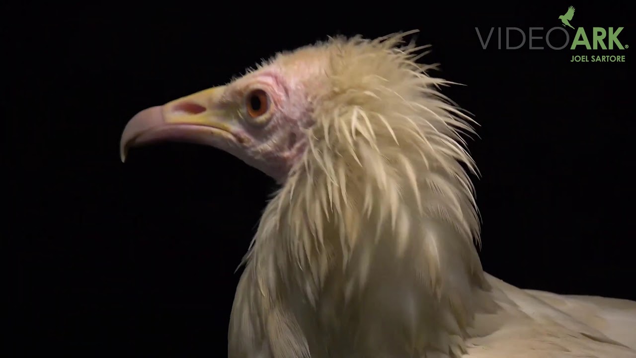 An endangered Egyptian vulture (Neophron percnopterus gingianus) at ...
