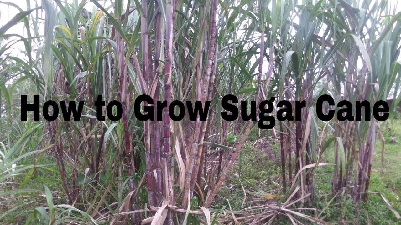 How to Grow Sugar Cane (2018) - YouTube