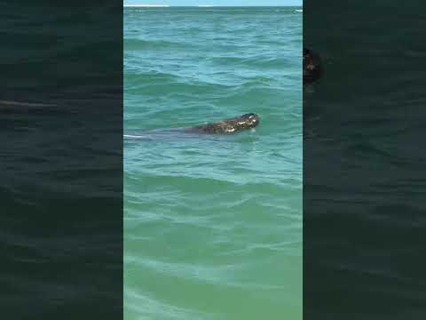 Episode 102: Happy Mother’s Day from Cape Romano! 💐  Manteee, seashells, dolphins, and more! 🐬