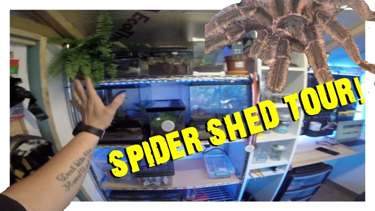 Tarantula Shed Tour! - Animal Room Tour - Tarantula Collection Tour ...